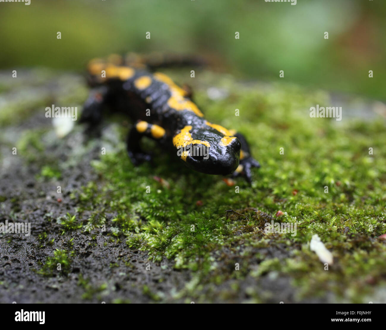 Fire salamander Salamandra salamandra Moving over stone front view ...