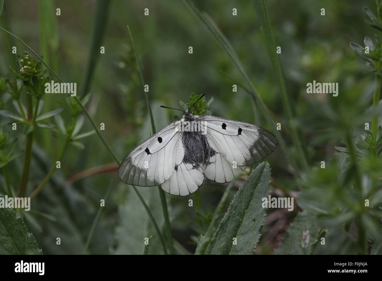 Clouded apollo Parnassius mnemosyne At rest wings open Stock Photo - Alamy