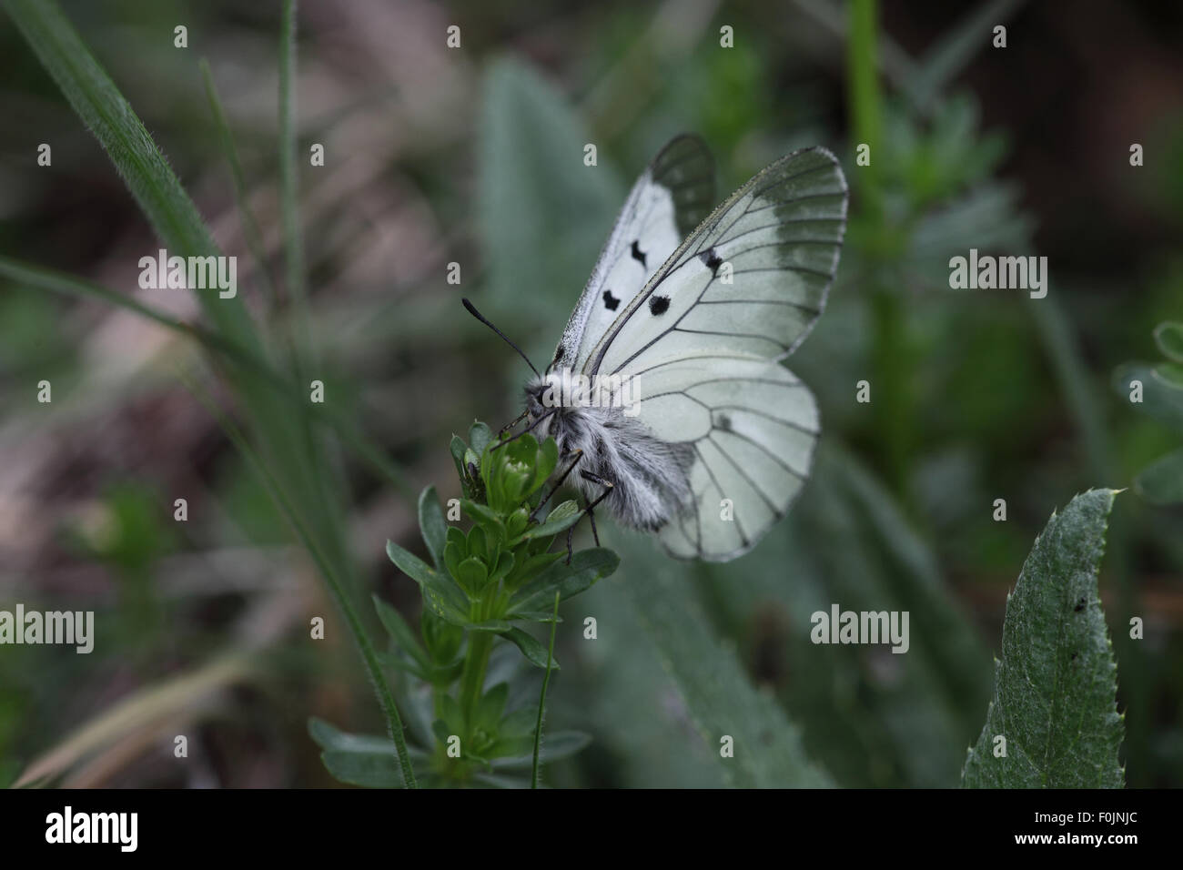 Clouded apollo Parnassius mnemosyne At rest wings partially open Stock ...