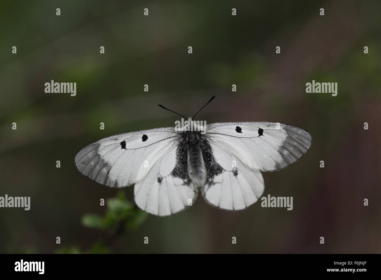 Clouded apollo Parnassius mnemosyne At rest wings open Stock Photo - Alamy