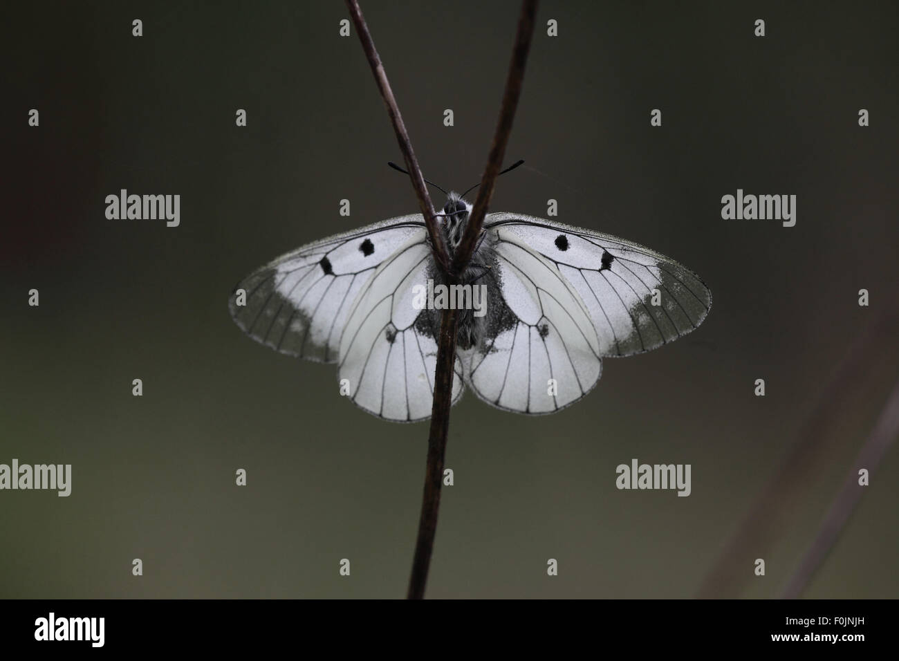 Clouded apollo Parnassius mnemosyne Wings open showing underside Stock ...