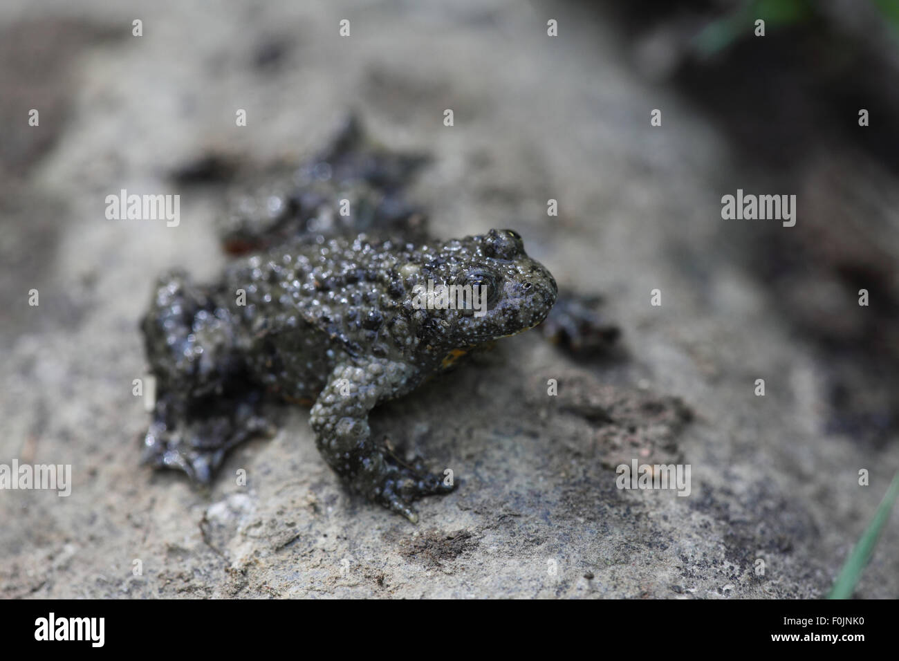 Fire bellied toad Bombina bombina Side view Stock Photo - Alamy