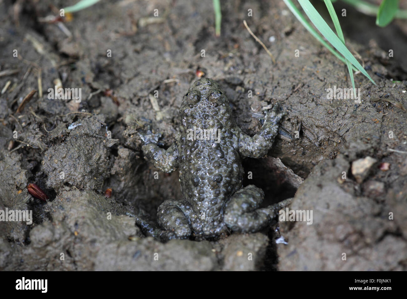 Fire Bellied Toad High Resolution Stock Photography and Images - Alamy