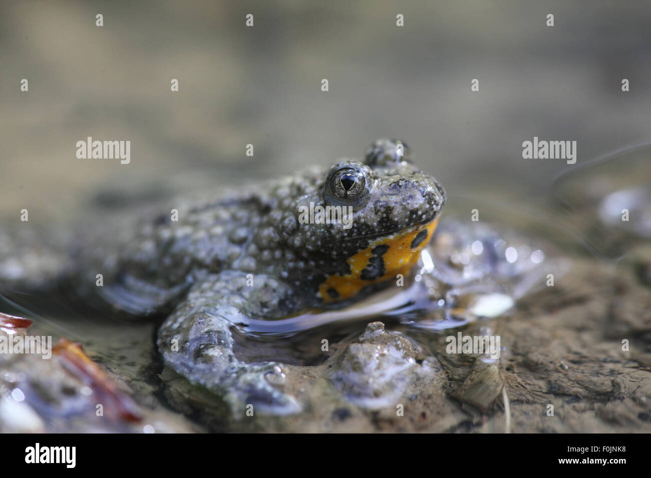 Fire bellied toad Bombina bombina In shallow water front view Stock ...