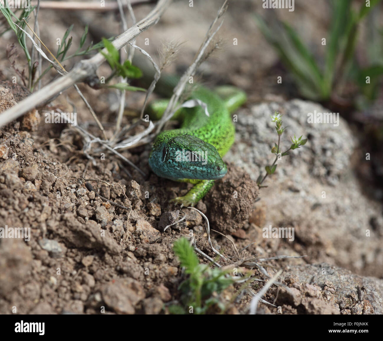 Green lizard Lacerta viridis male moving over ground front view Stock ...