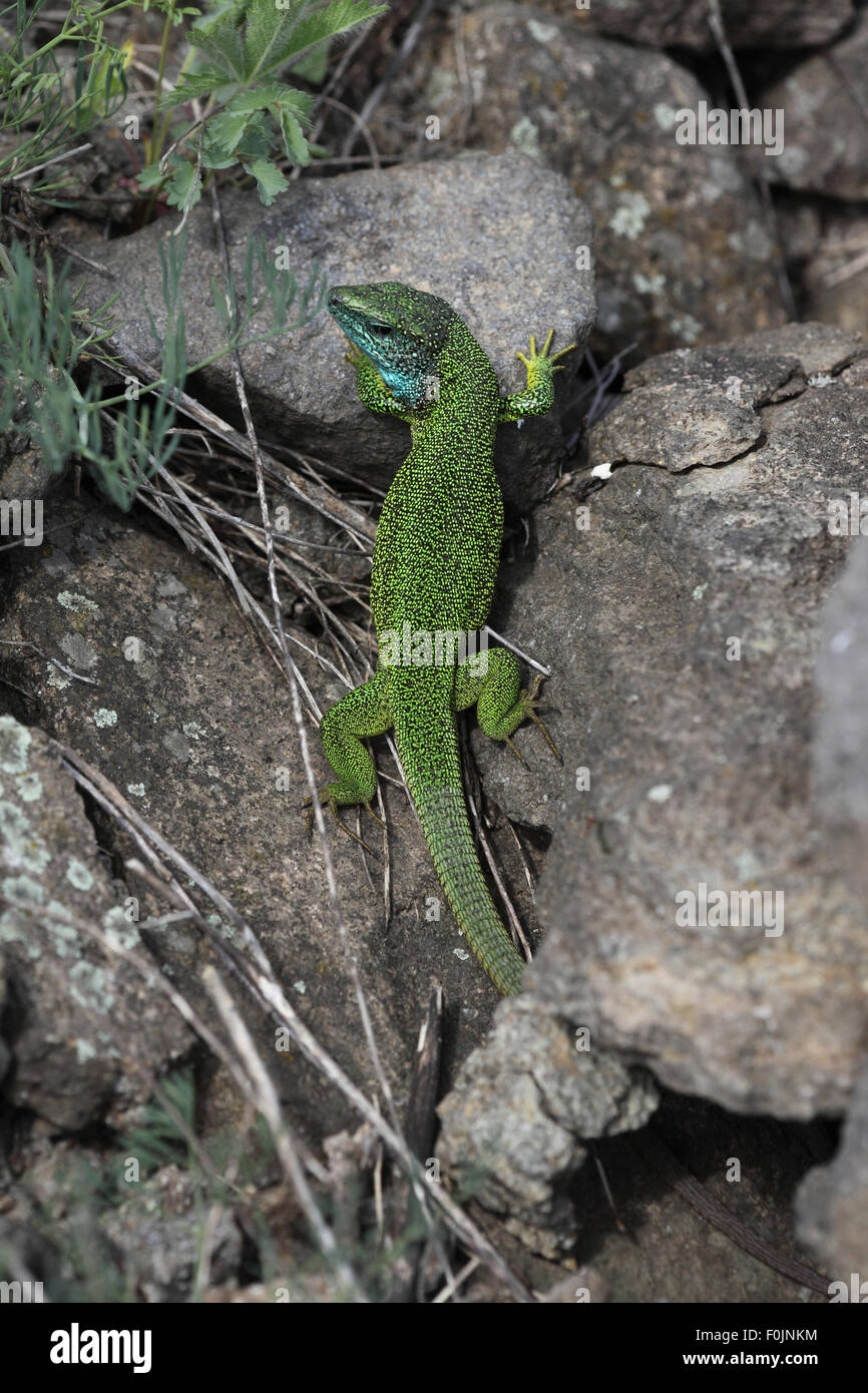 Rock climbing lizard hi-res stock photography and images - Alamy