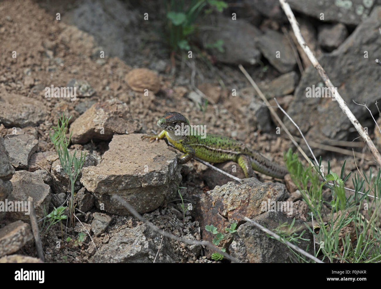 Green lizard Lacerta viridis Female on rock side view Stock Photo - Alamy