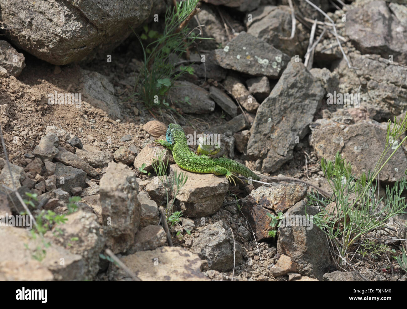Lacerta viridis Green lizard pair amongst rocks during courtship Stock ...