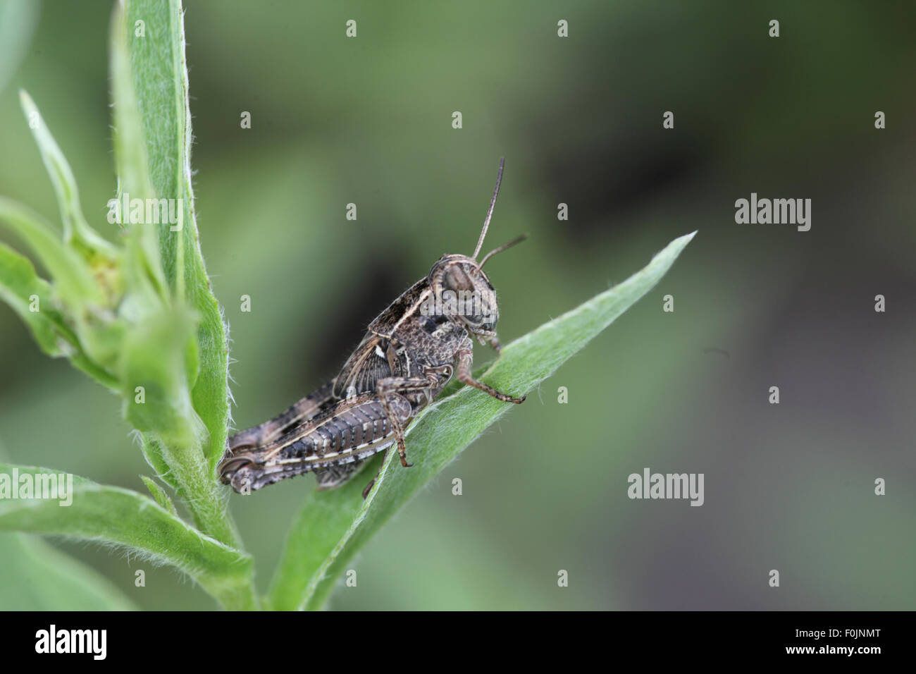Italian locust Calliptamia italicors at rest on plant stalk Stock Photo - Alamy