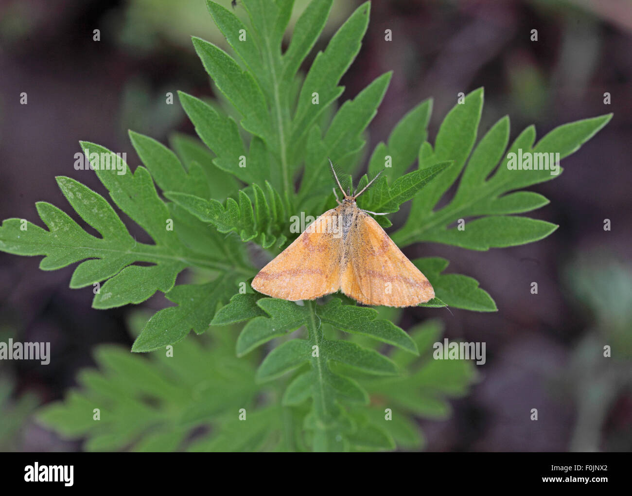 Purpuraria hi-res stock photography and images - Alamy