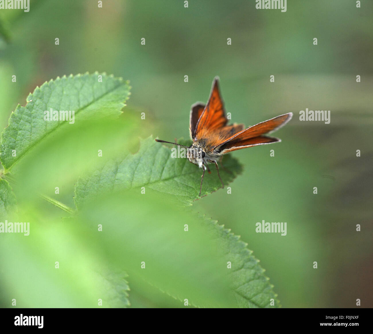 Large skipper Ochlodes venatus female at rest on rose bush Stock Photo ...