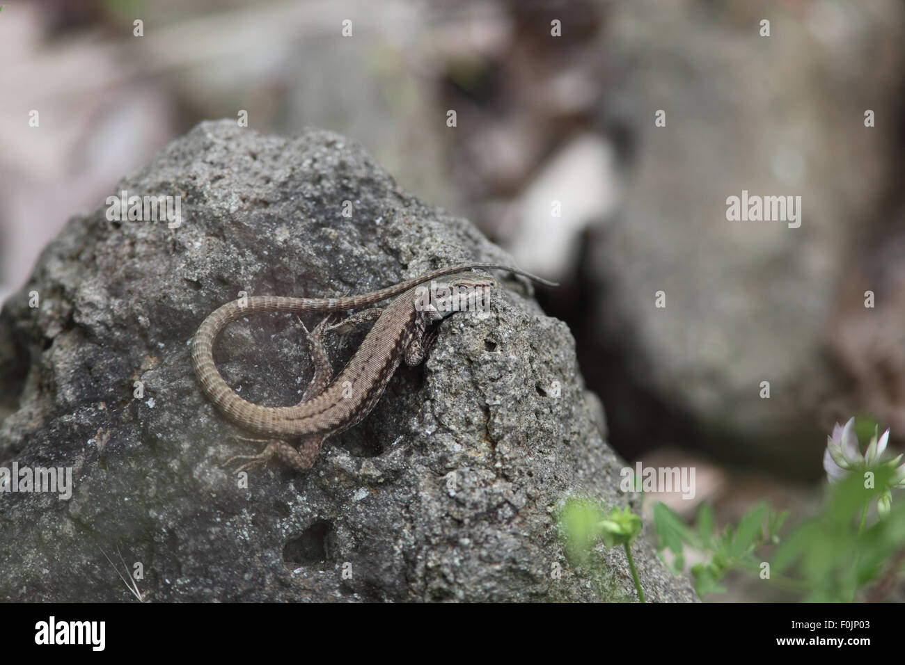 Wall lizard Podarcis muralis basking on rock Stock Photo - Alamy