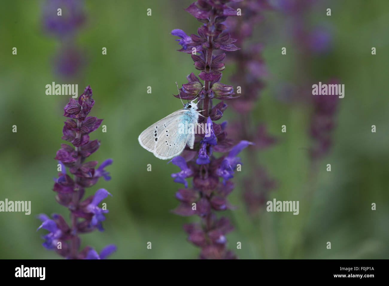 Green underside blue Glaucopsyche alexis feeding on wild sage Stock ...