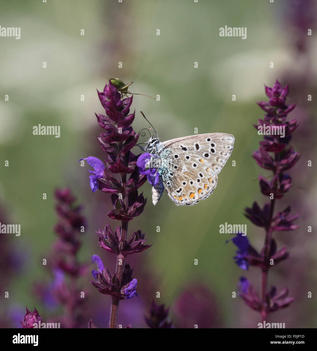 Adonis blue Lysandra bellargus male feeding on wild sage Stock Photo ...