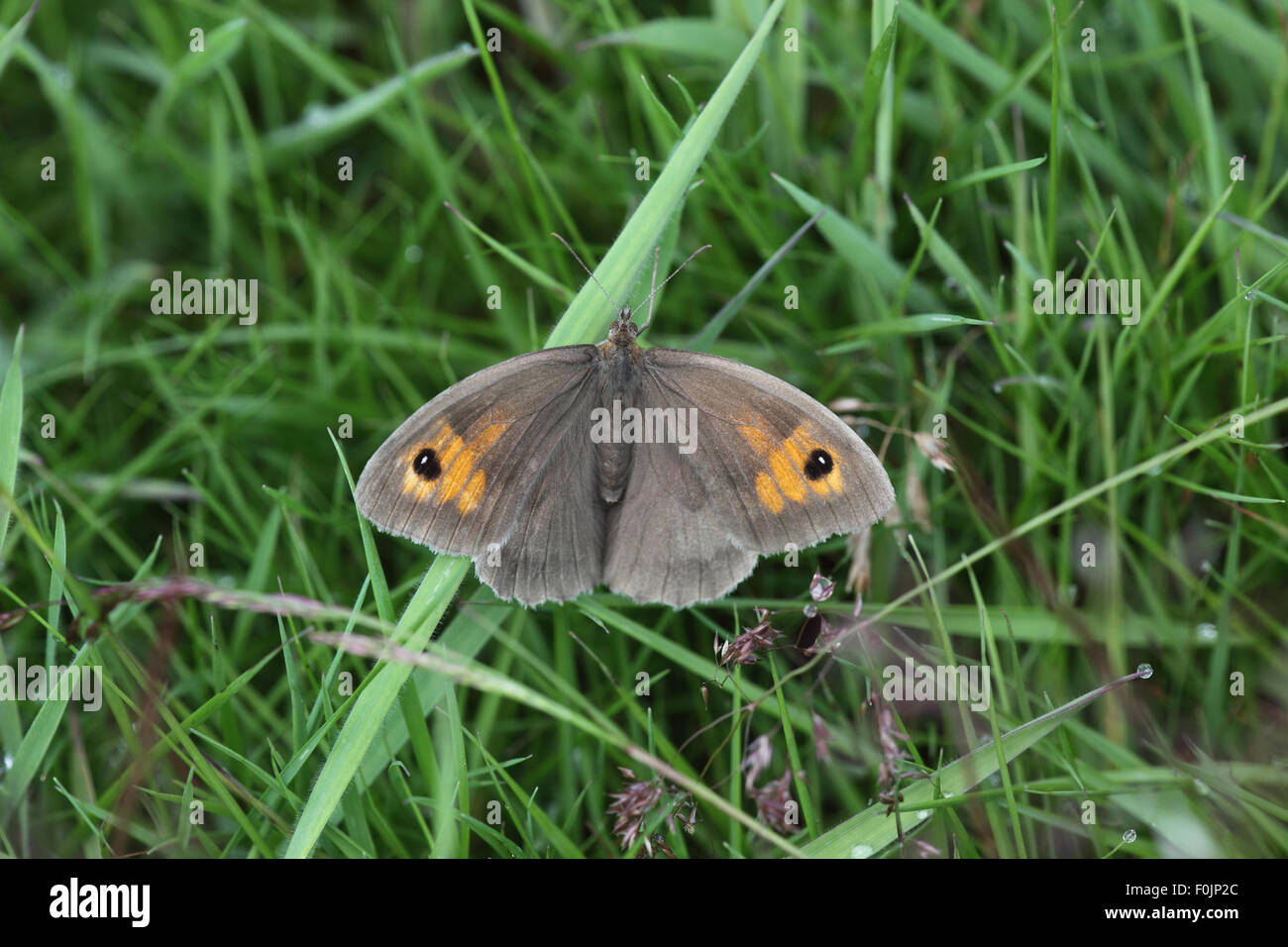 Meadow brown (Maniola jurtina) female at rest in long grass Stock Photo ...