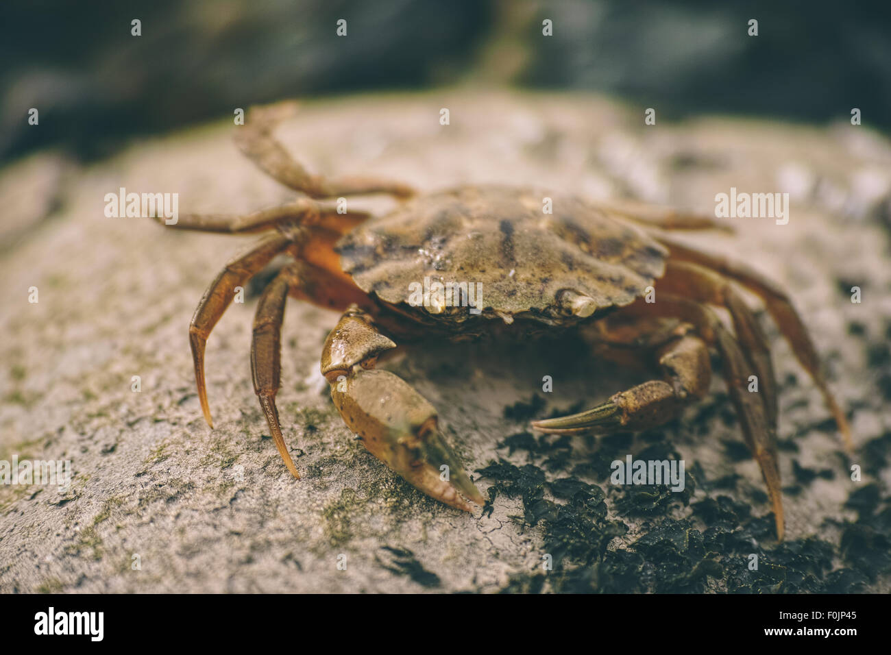 A photograph of a crab on a rock Stock Photo - Alamy