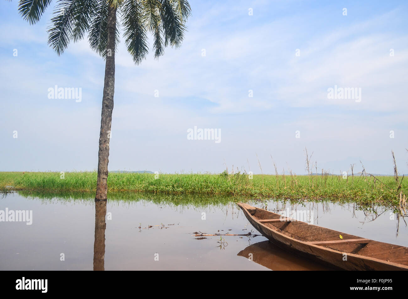 Pirogue and palm tree in Cameroon Stock Photo - Alamy