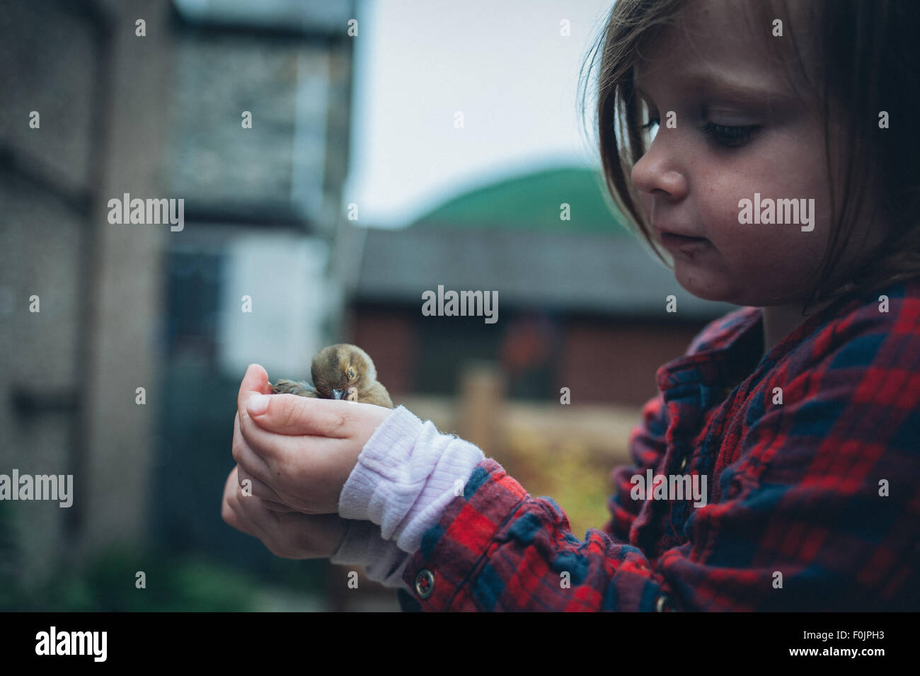 Hands of a young girl holding a dead bird Stock Photo - Alamy