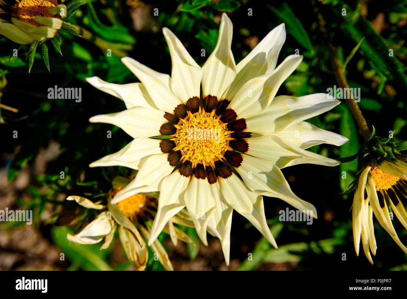 White gazania flower macro Stock Photo - Alamy