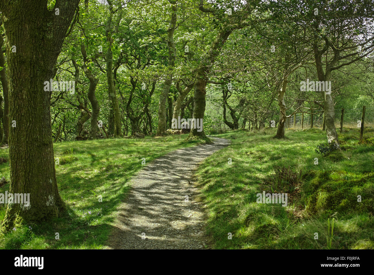 A pathway through some green trees Stock Photo - Alamy