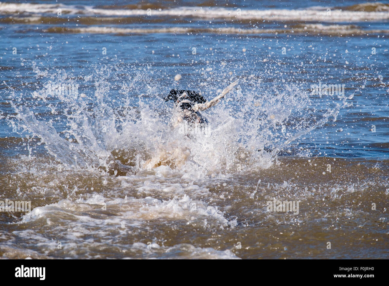 A black and white English Springer Spaniel dog running and splashing in ...