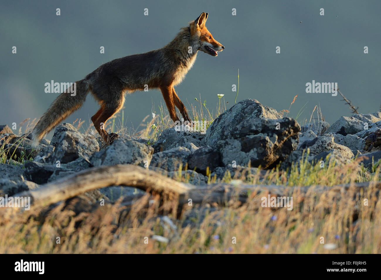 Eurasian red fox (Vulpes vulpes crucigera) at vulture feeding site ...