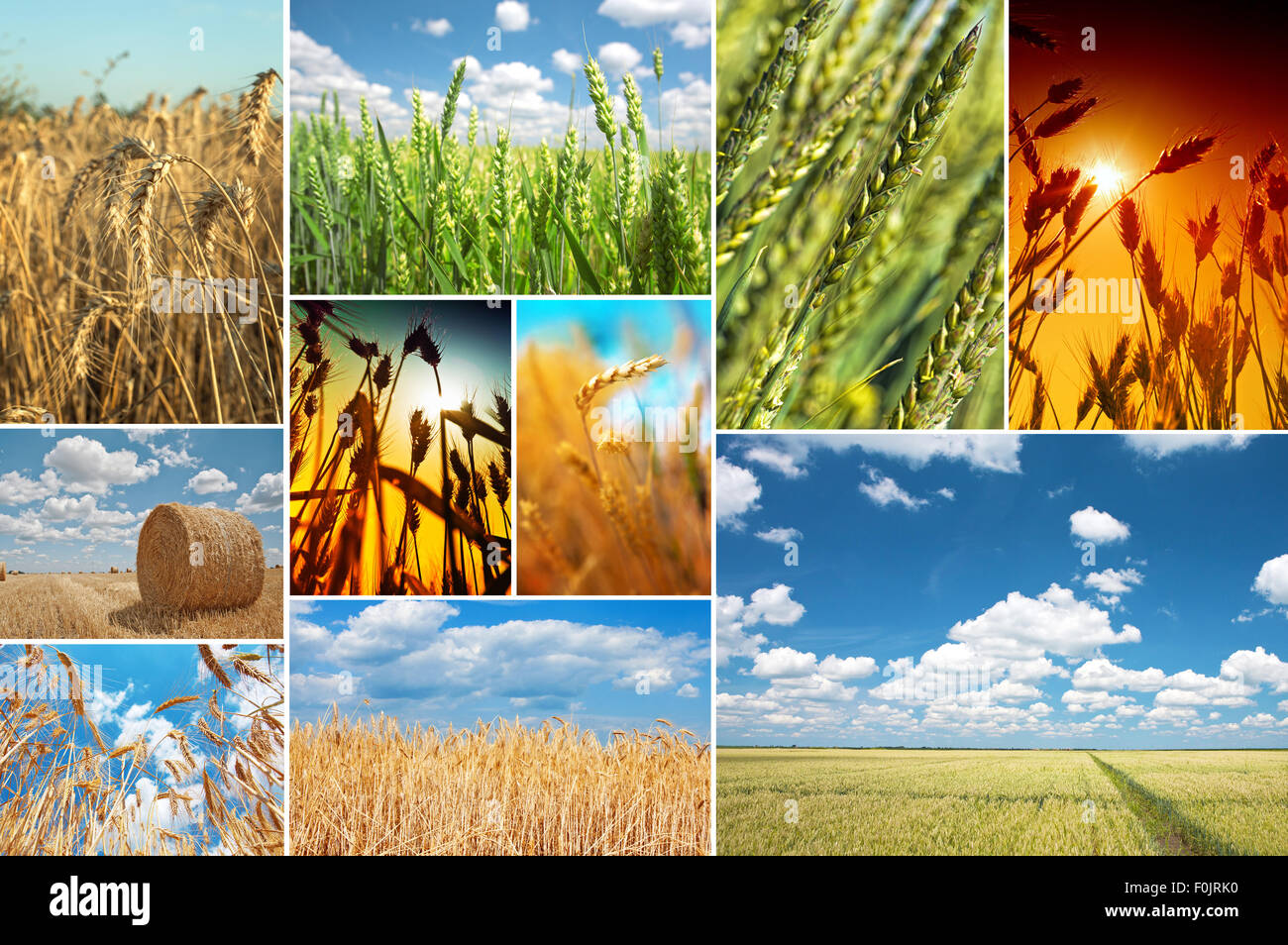 Wheat field collage, harvest concepts Stock Photo - Alamy