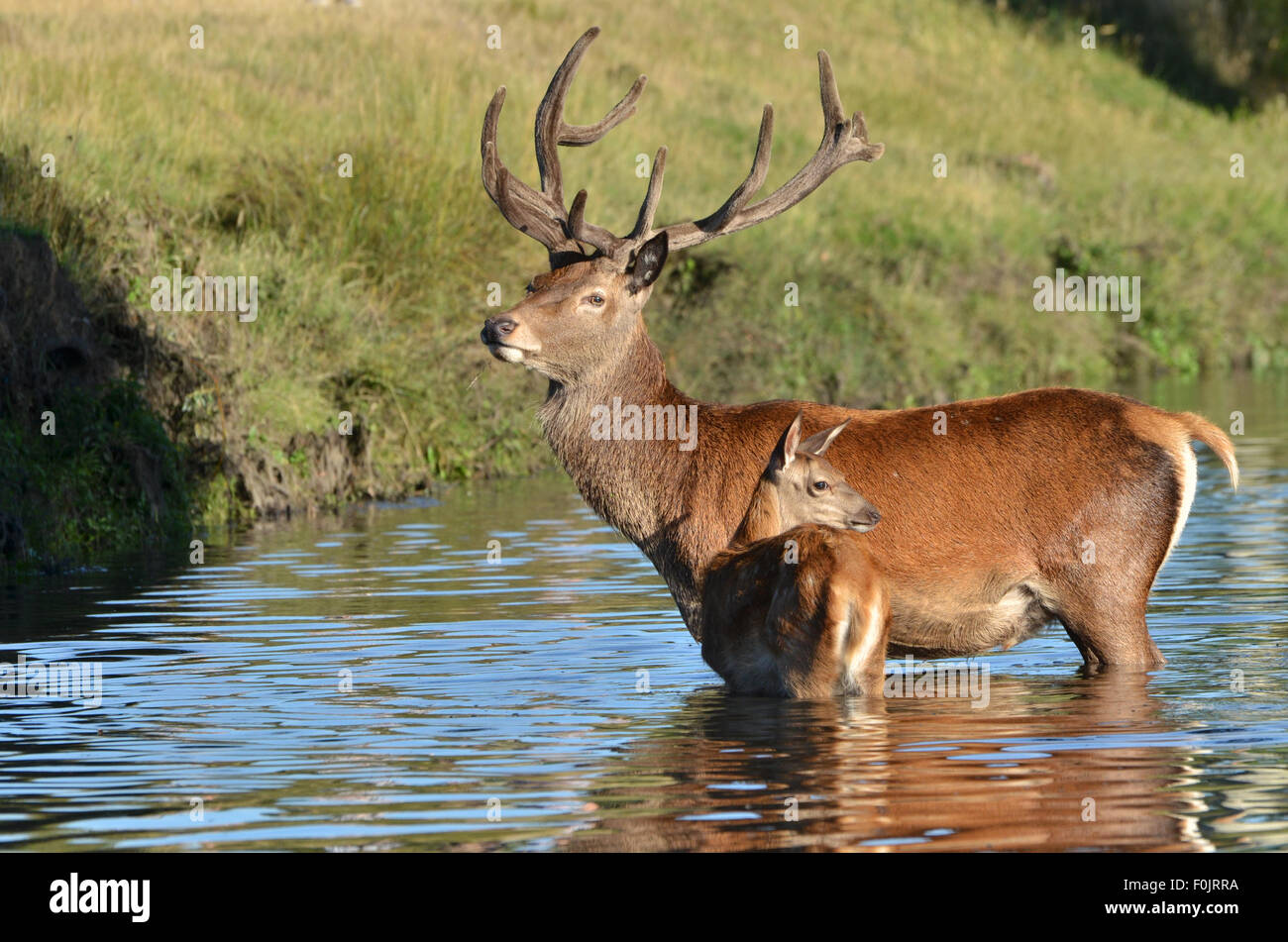 Red deer, Cervus elaphus Stock Photo - Alamy