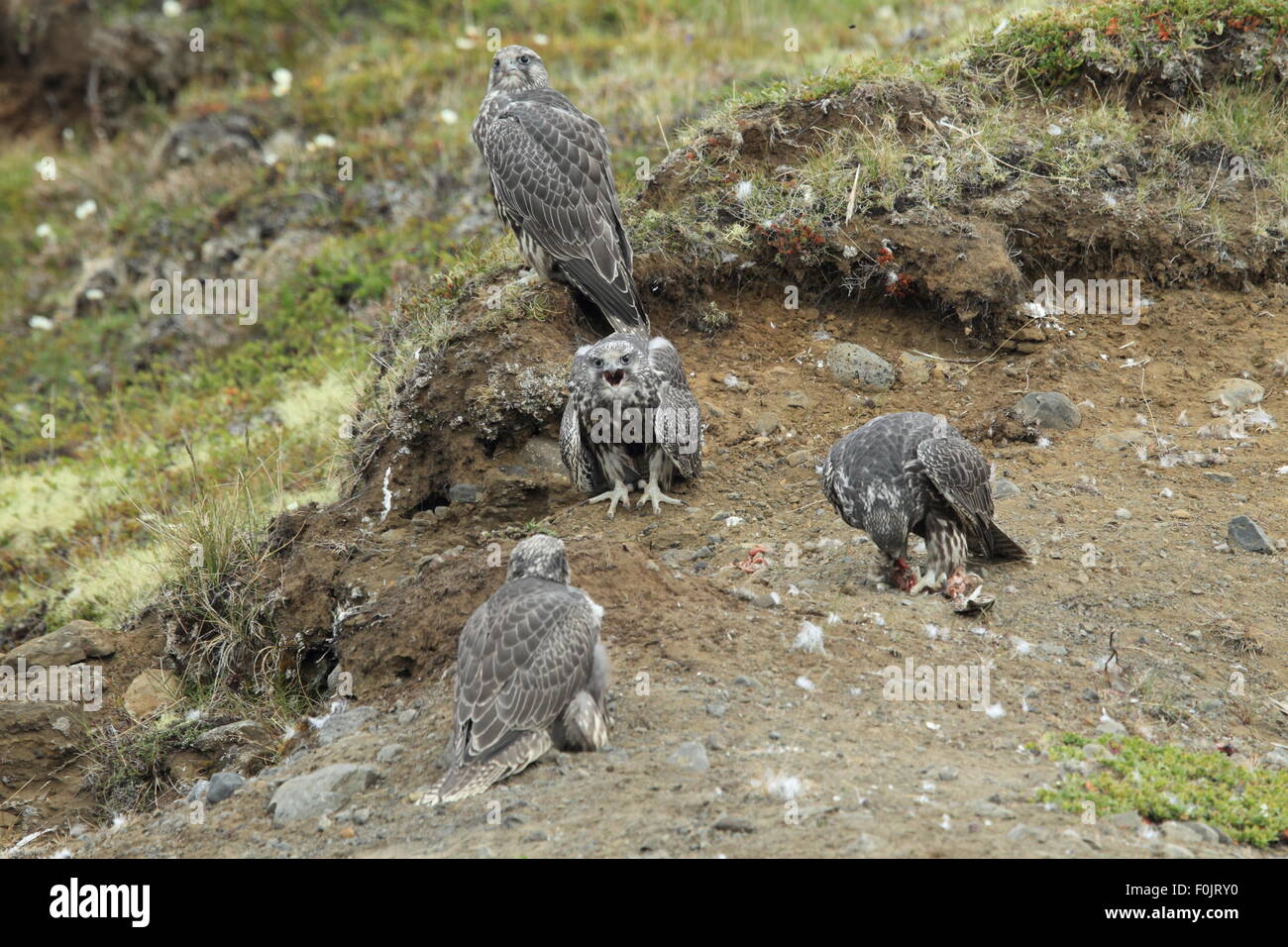 young Gyrfalcon Gerfalcon Iceland Stock Photo - Alamy