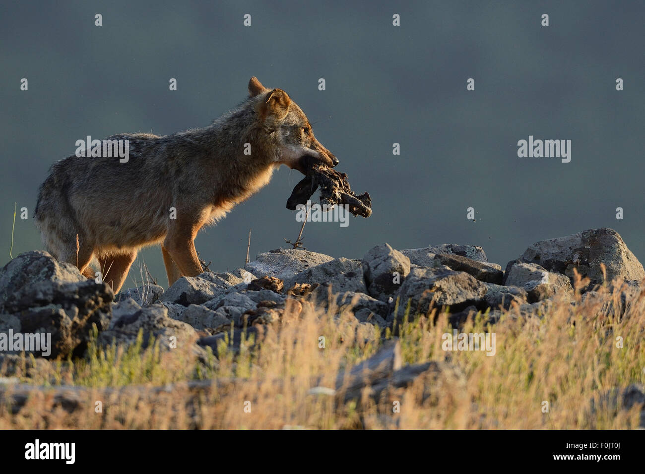 Arctic wolf eating hi-res stock photography and images - Alamy