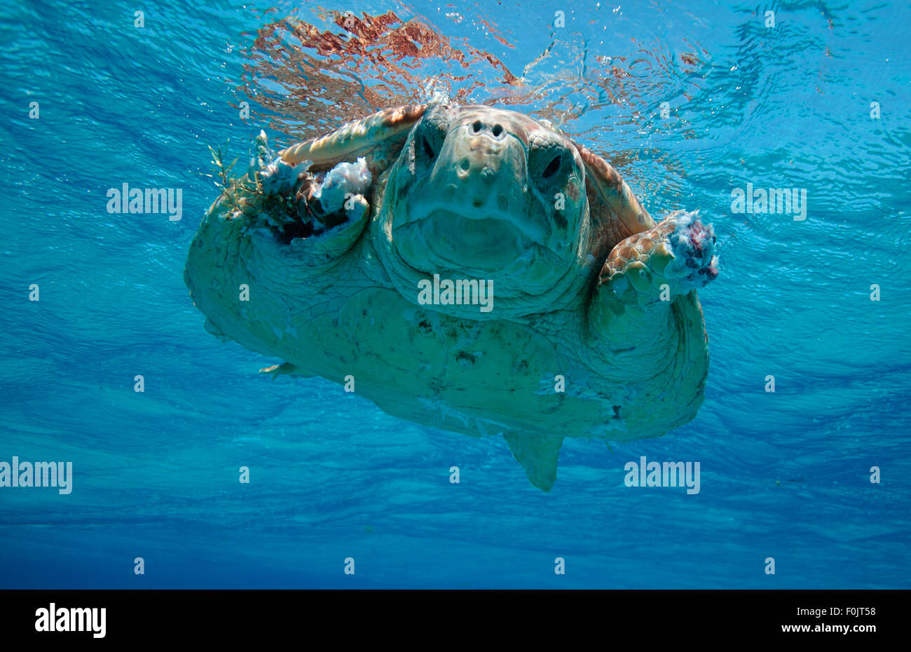 HAWKBILL SEA TURTLE IN SURFACE ATTACK BY SHARK Stock Photo - Alamy