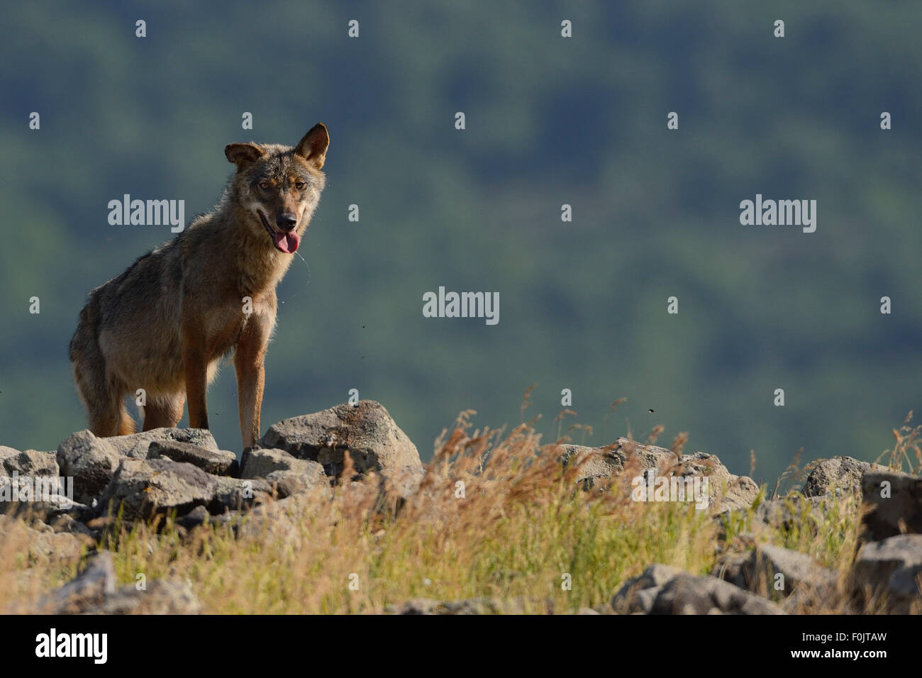 Eurasian grey wolf (Canis lupus lupus) at a vulture watching site in ...