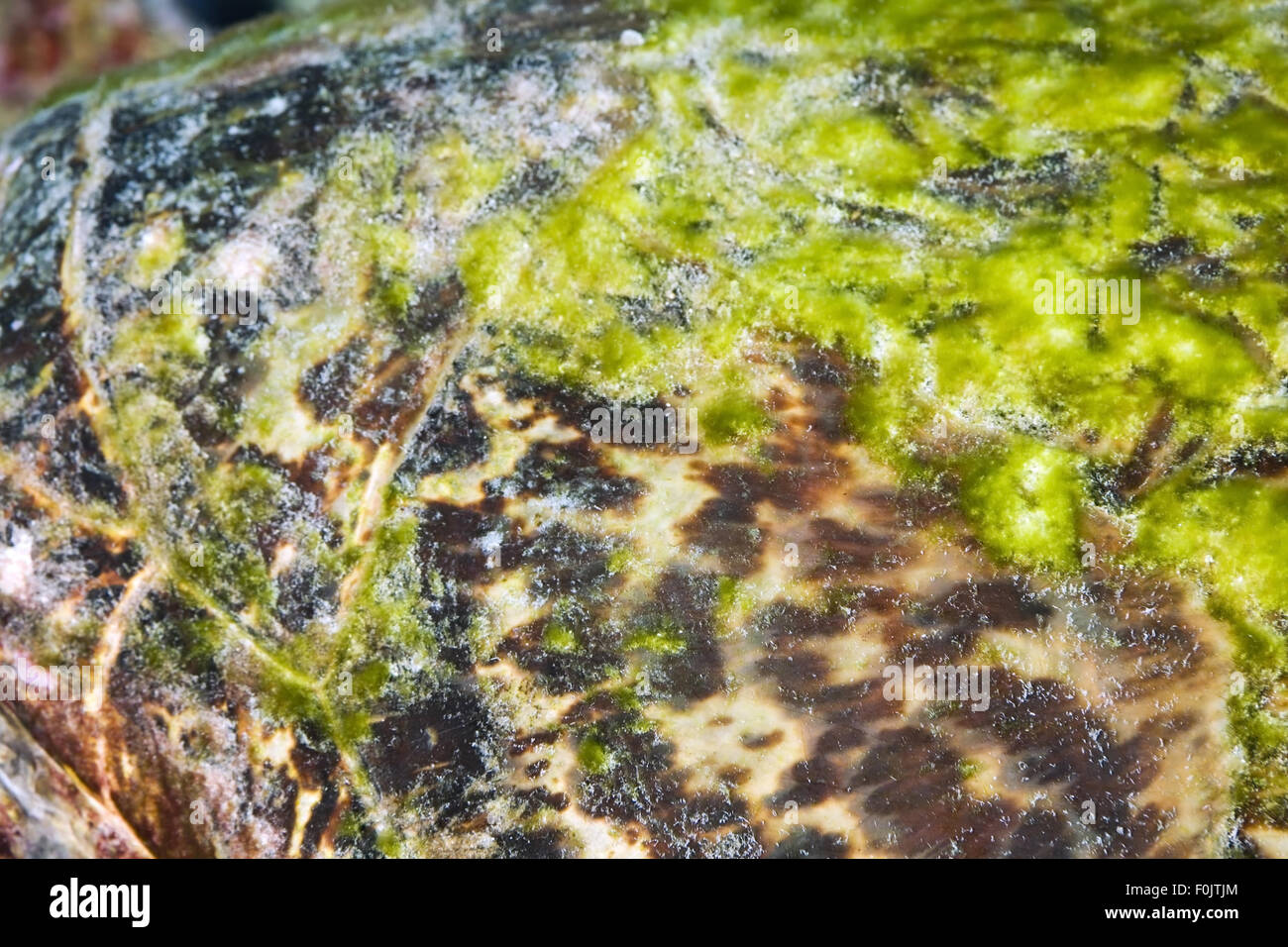 Back of sea turtle hi-res stock photography and images - Alamy
