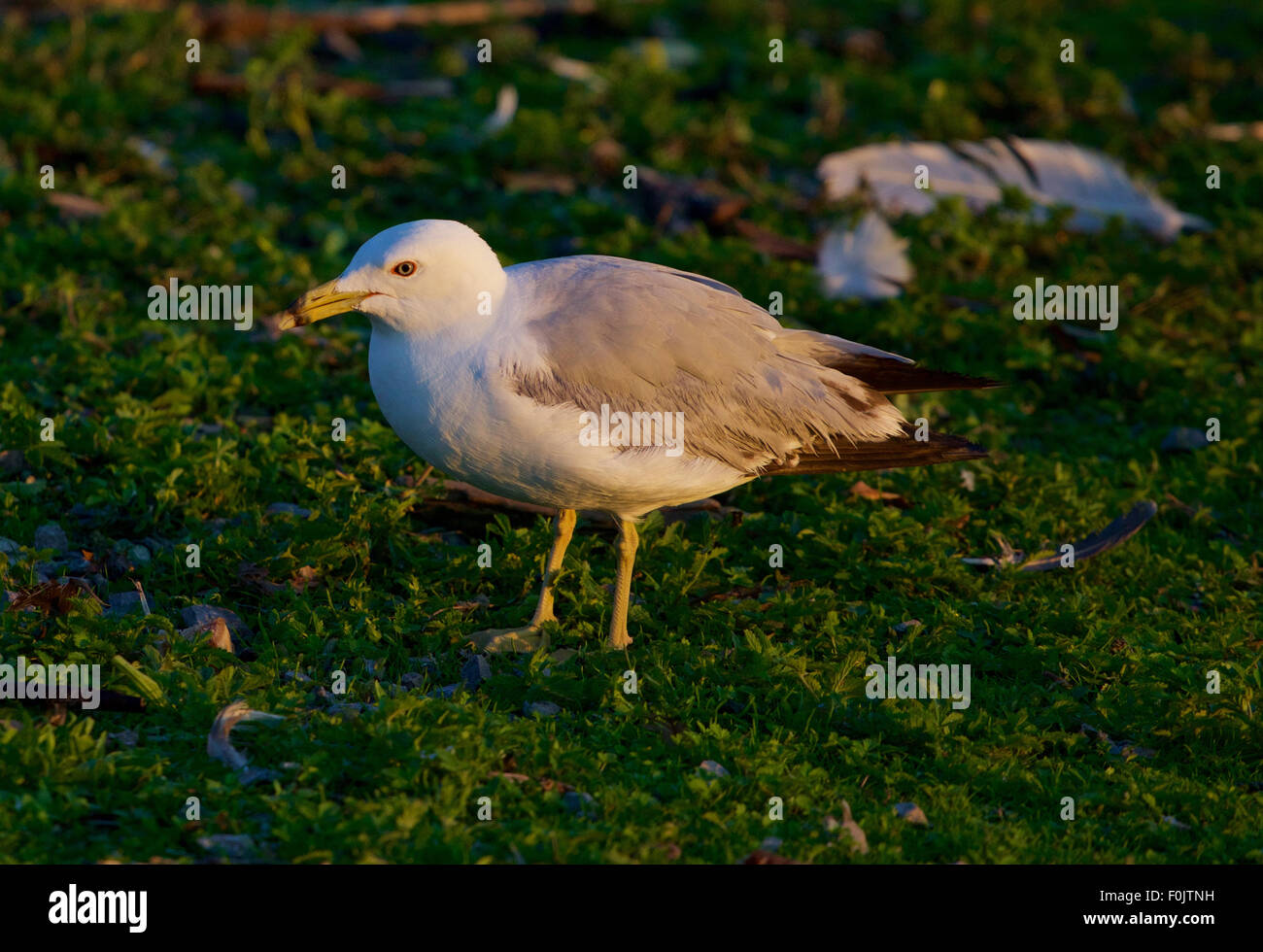 The close-up of the mew gull Stock Photo - Alamy