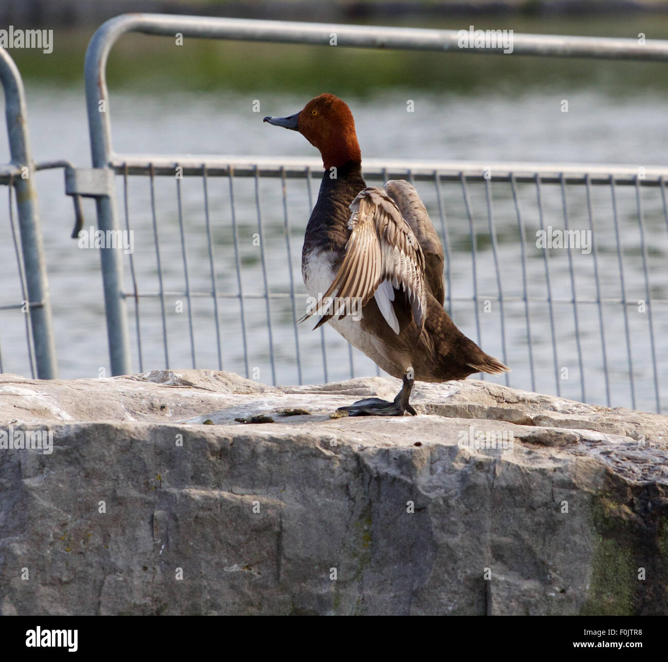 Redhead duck hi-res stock photography and images - Alamy