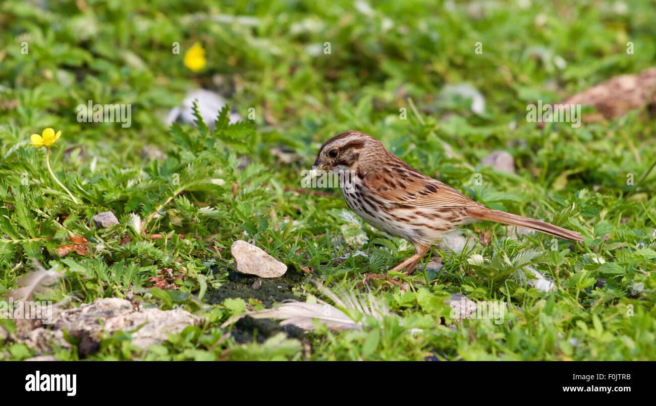 Young sparrow hi-res stock photography and images - Alamy