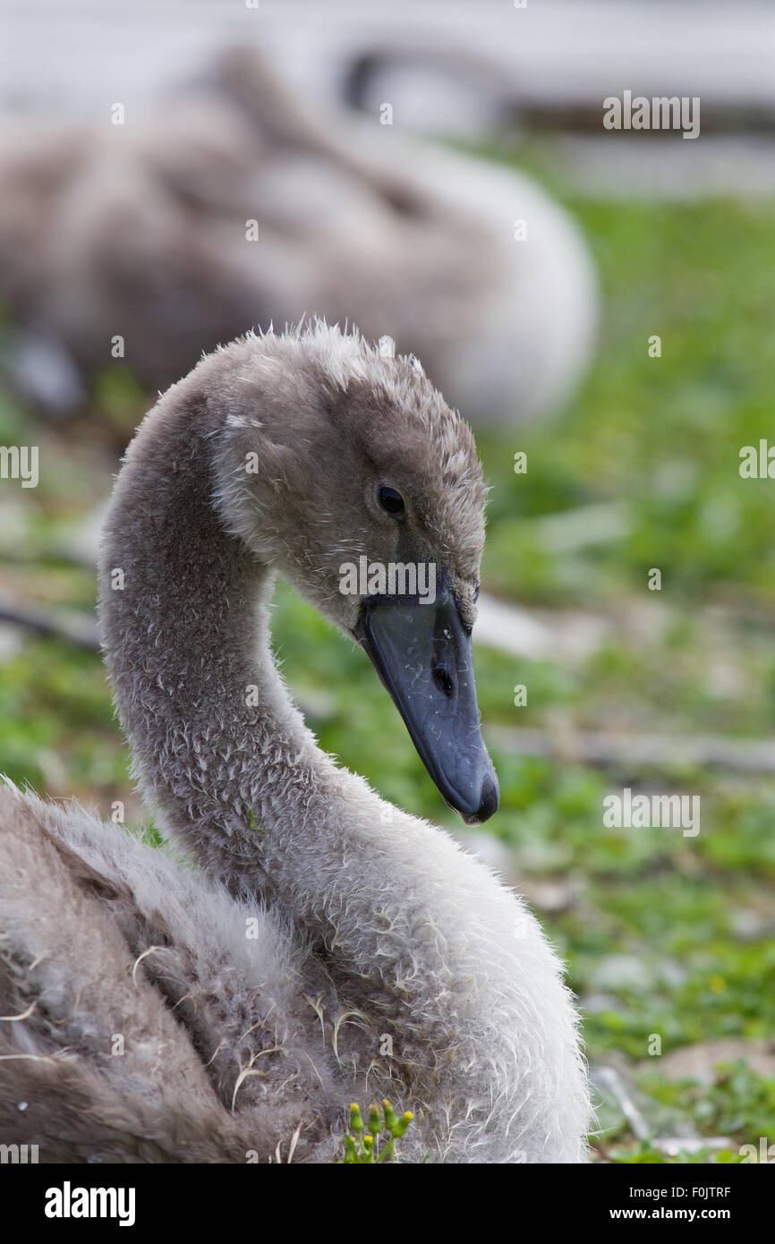 Young swan plumage hi-res stock photography and images - Alamy