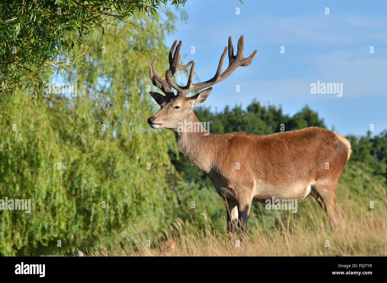 Red deer, Cervus elaphus Stock Photo - Alamy