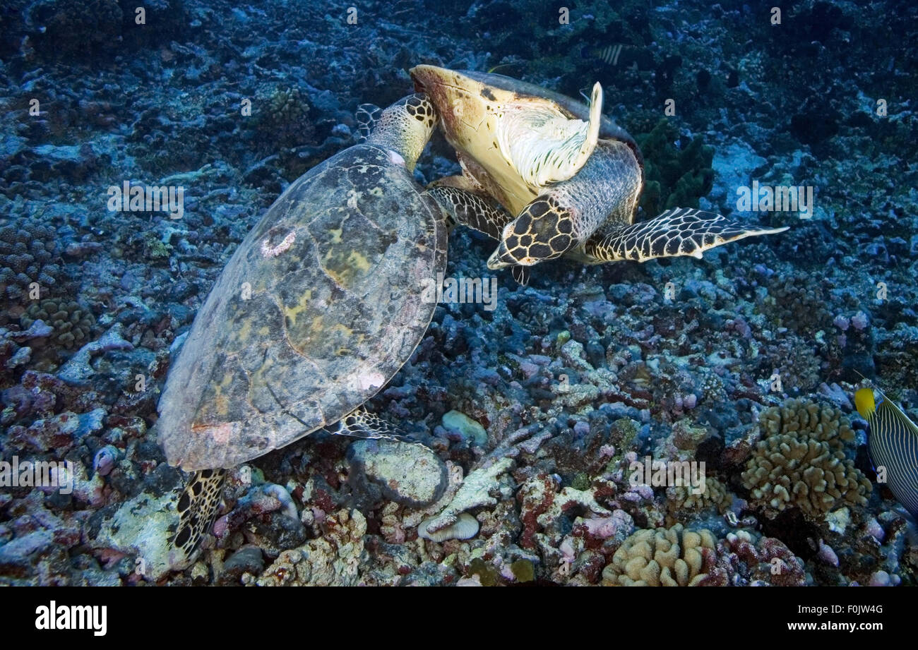 FIGHT OF HAWKBILL SEA TURTLE ON THE REEF Stock Photo - Alamy