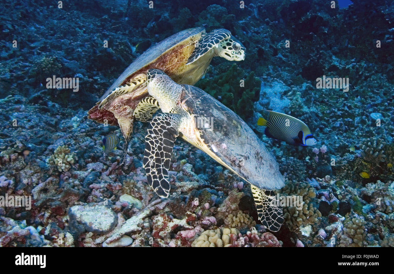 Tahiti sea turtle hi-res stock photography and images - Alamy