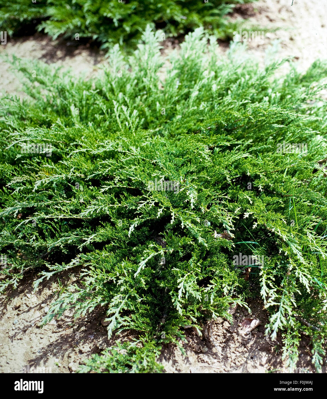Juniperus sabina hi-res stock photography and images - Alamy