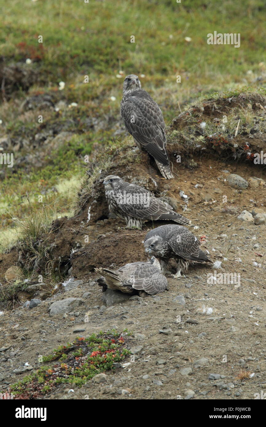 young Gyrfalcon Gerfalcon Iceland Stock Photo - Alamy