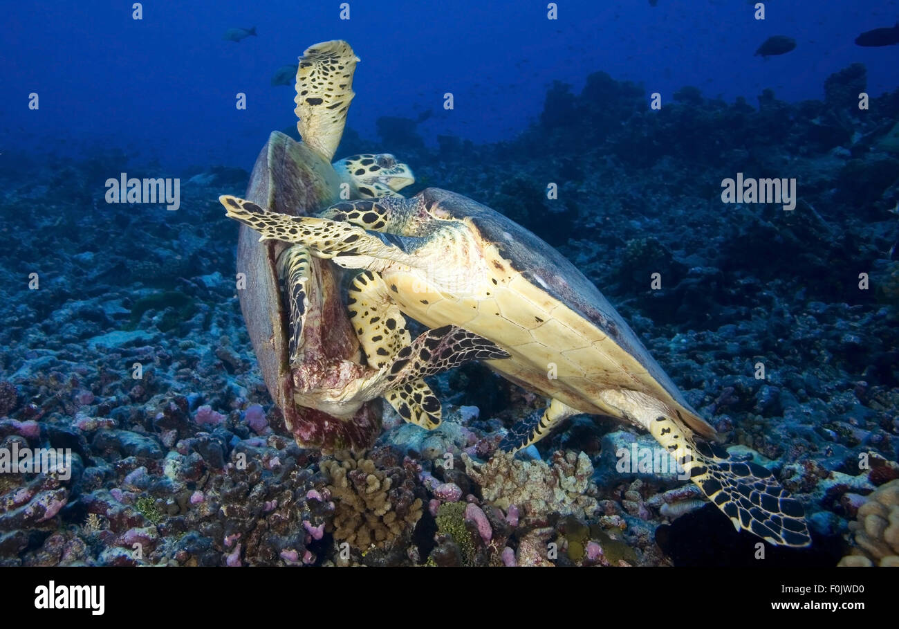 Turtle on the reef hi-res stock photography and images - Alamy