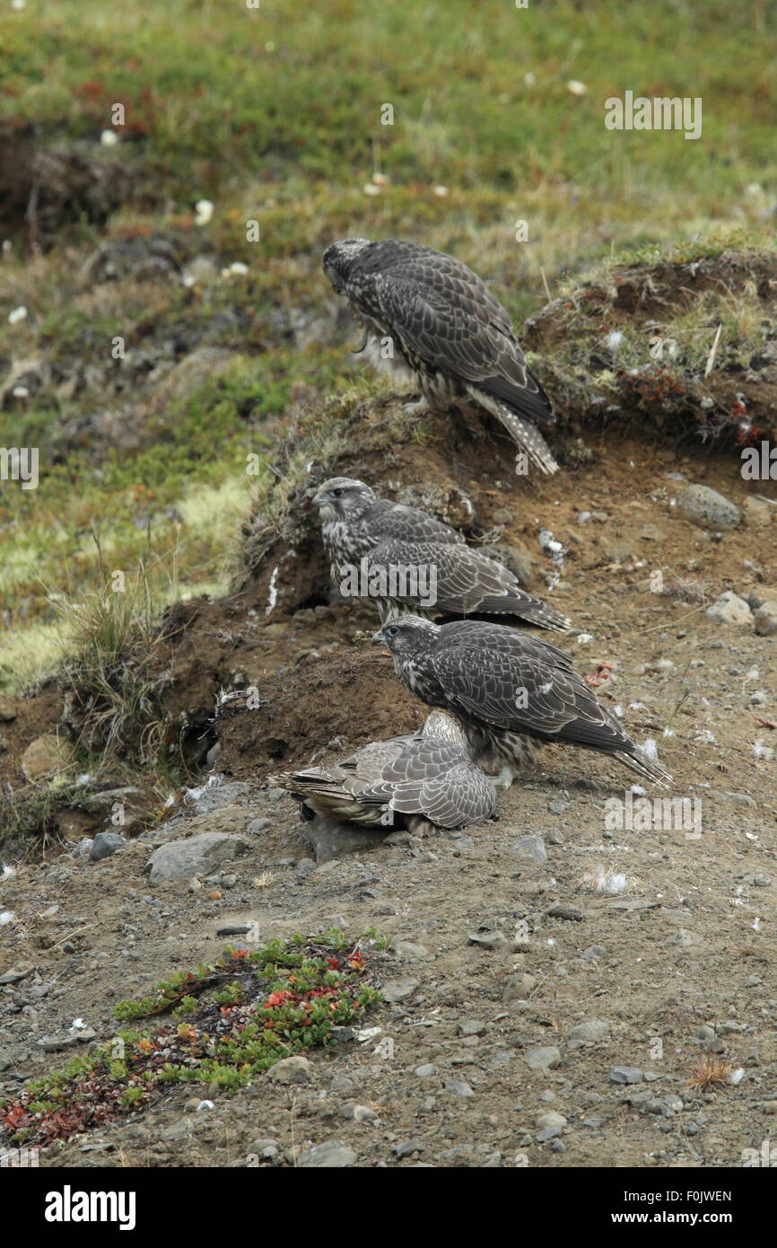 young Gyrfalcon Gerfalcon Iceland Stock Photo - Alamy