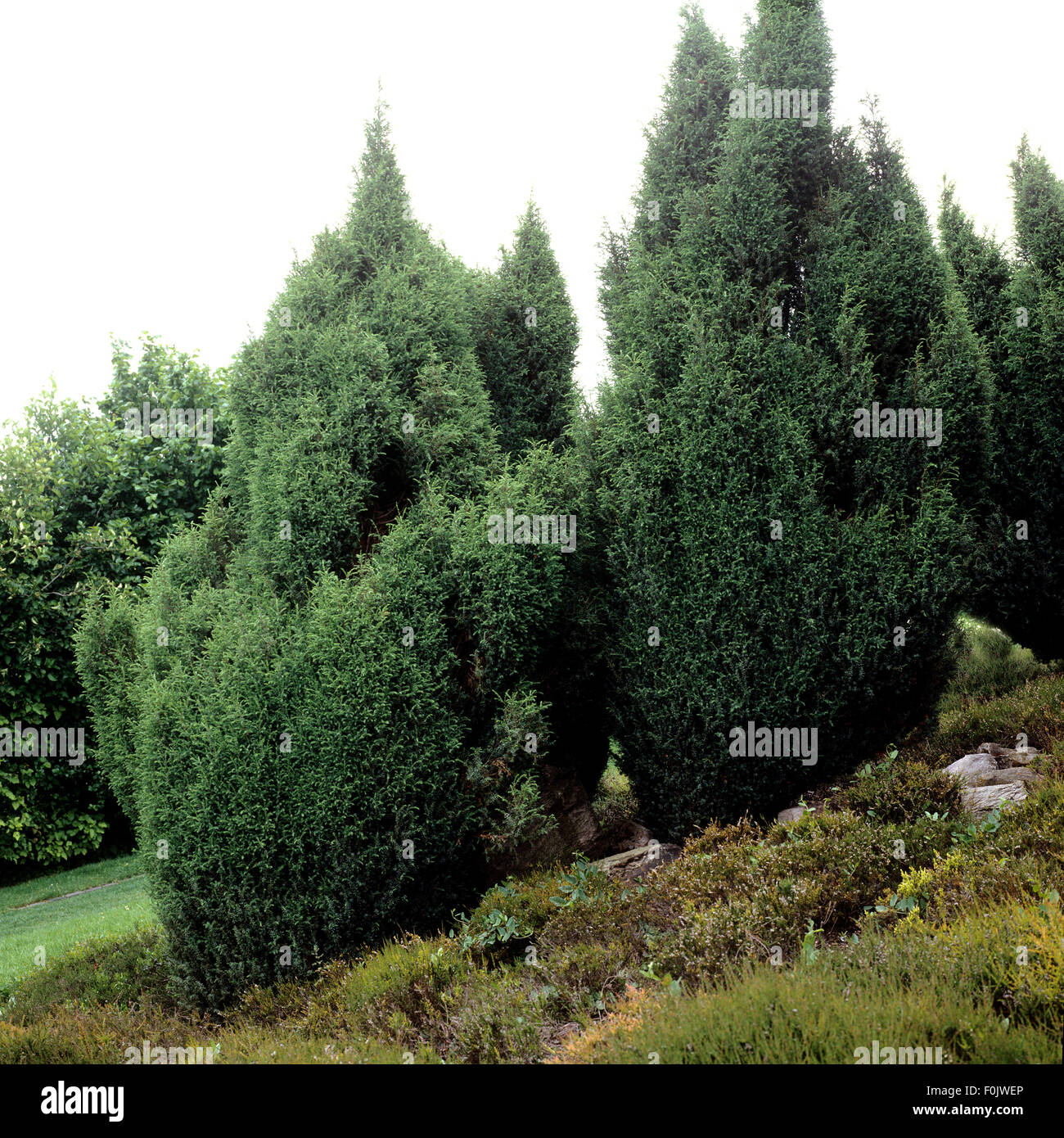 Wacholder communis hi-res stock photography and images - Alamy