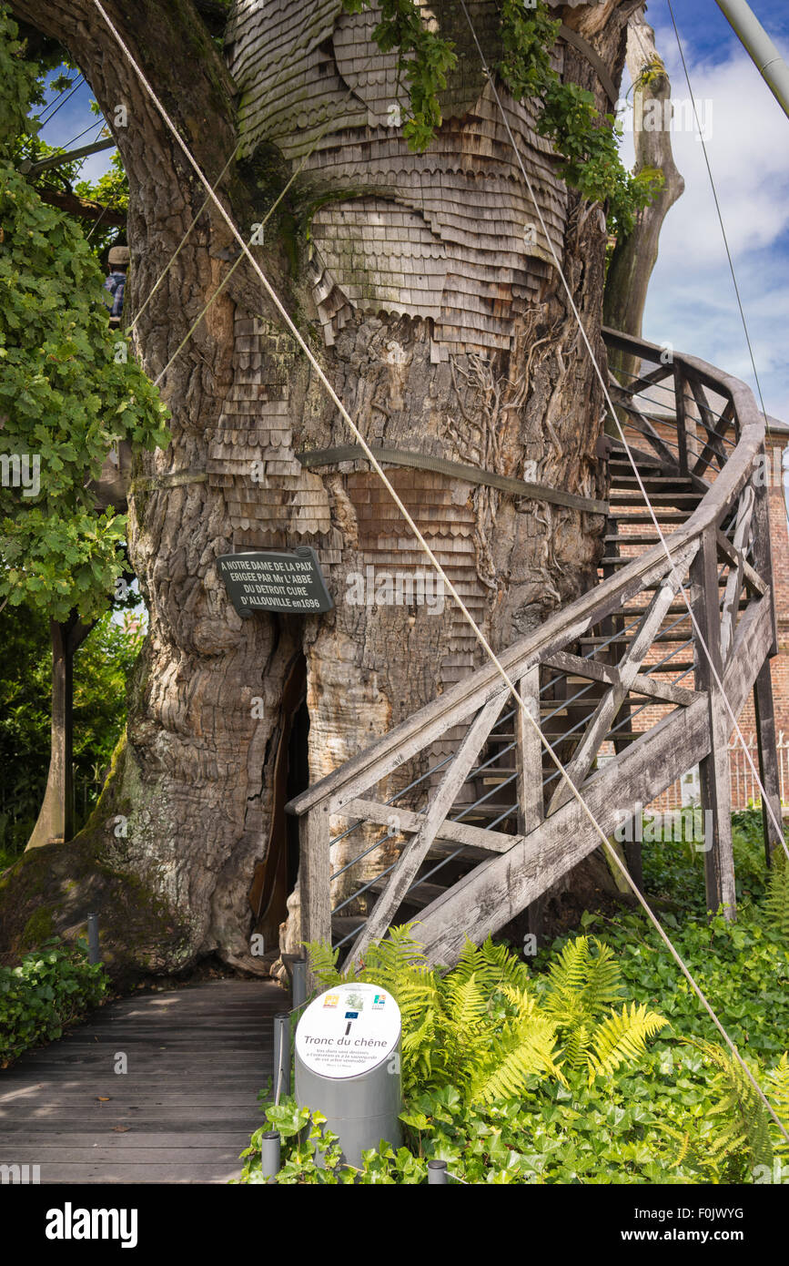 France's oldest standing tree Stock Photo - Alamy
