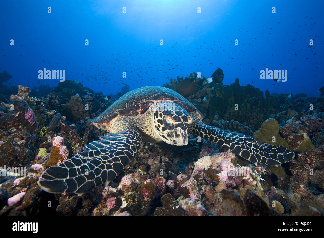 HAWKBILL SEA TURTLE EATING SPONGE ON THE REEF Stock Photo - Alamy