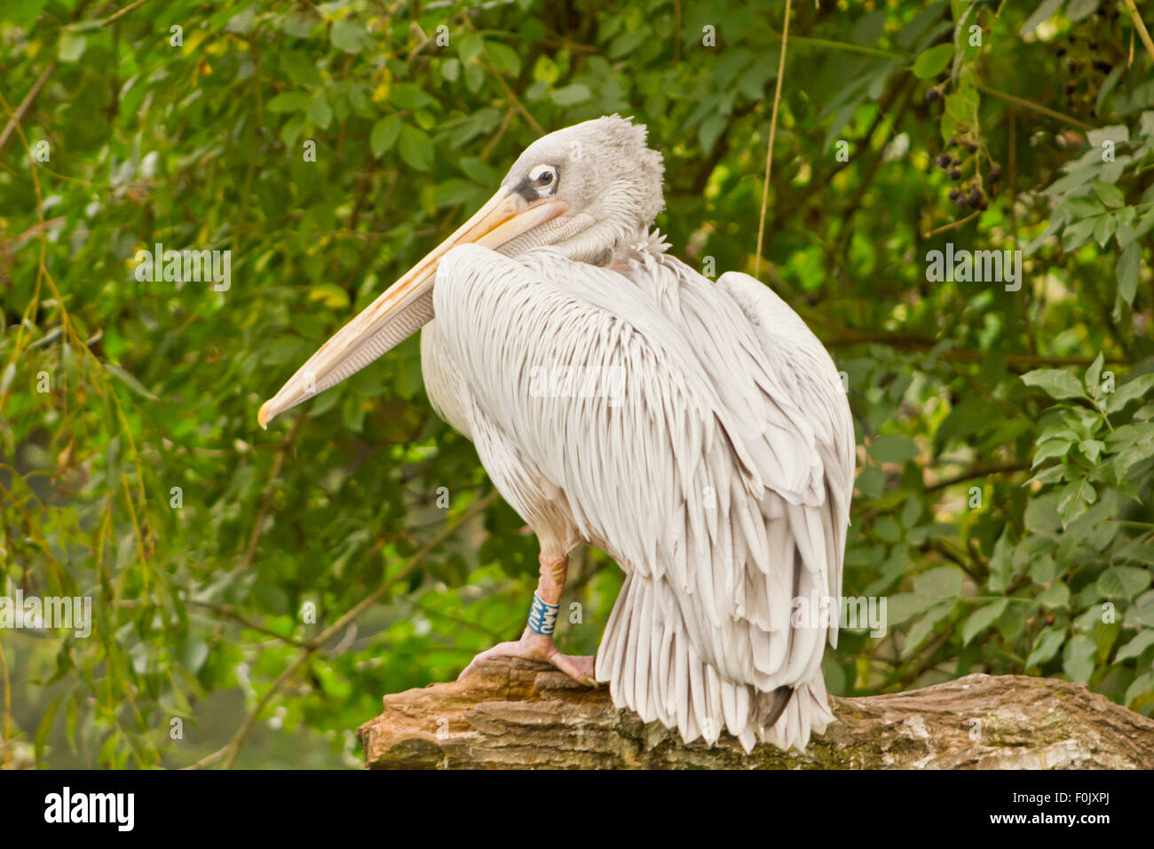 Pink-backed pelican Pelecanus rufescens standing on a log Stock Photo ...