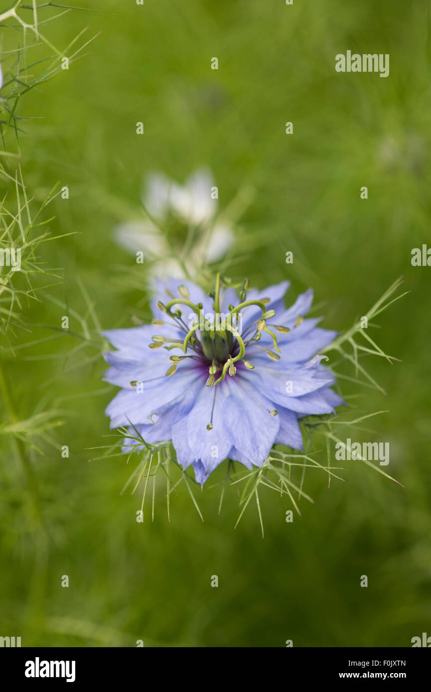 Nigella damascena. Love in a mist flower Stock Photo - Alamy