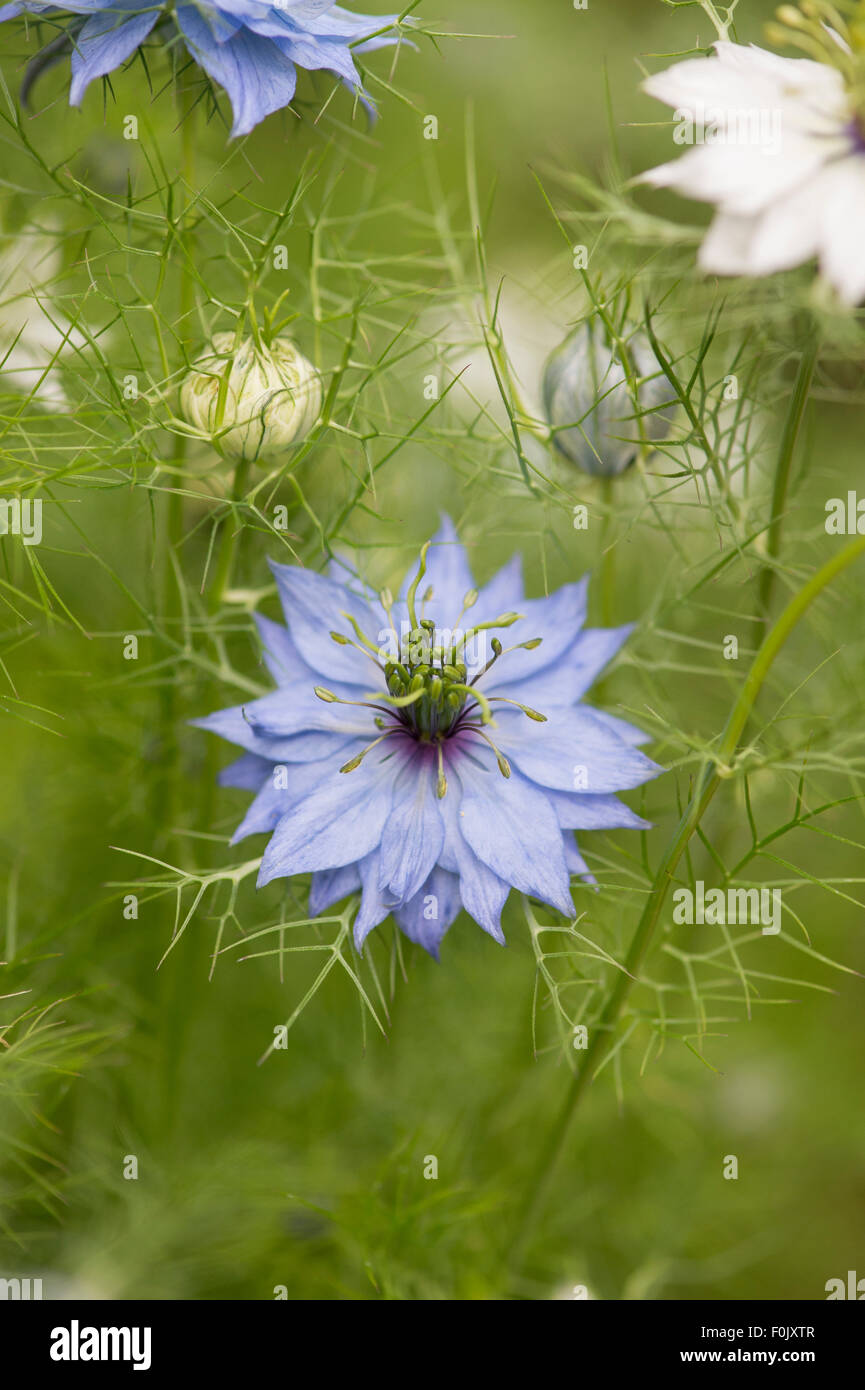 Nigella damascena. Love in a mist flower Stock Photo - Alamy